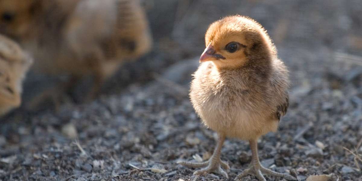 Here's How Germany Will Stop The Senseless Killing Of 45 Million ...
