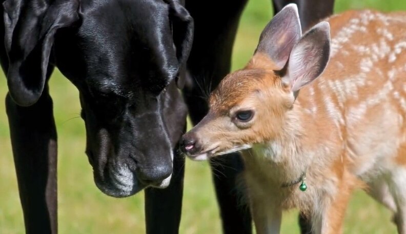 What Dogs Can Teach Us About Loving Other Animals - The Dodo