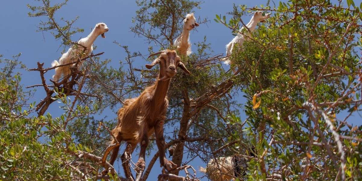 What Are These Goats Doing In Trees? - The Dodo