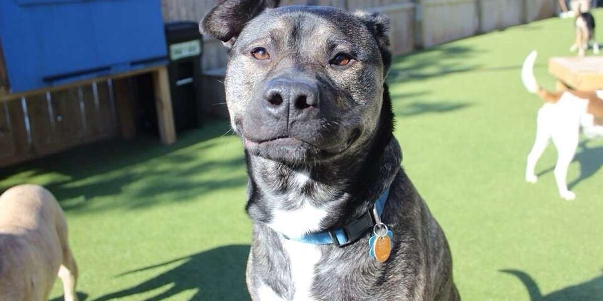 QUIZ: Do You Speak Dog? - The Dodo