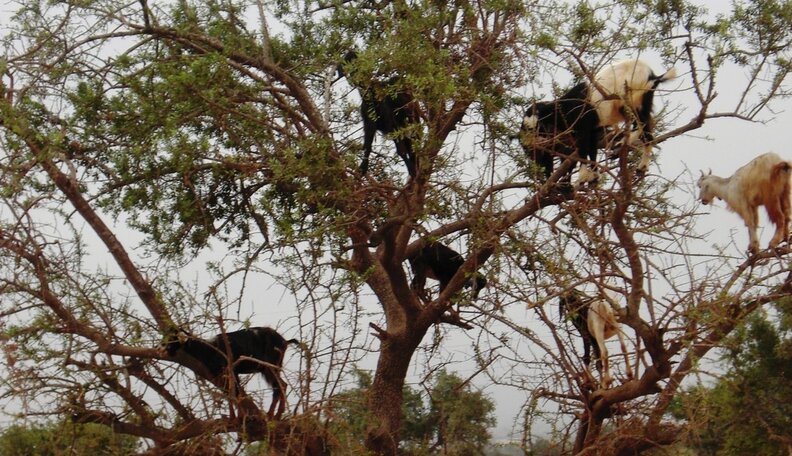 What Are These Goats Doing In Trees? - The Dodo