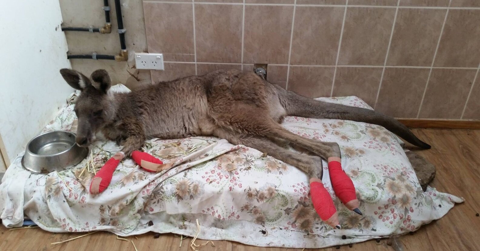 Australia Wildfires: Hundreds Of Injured Kangaroos Rescued - The Dodo
