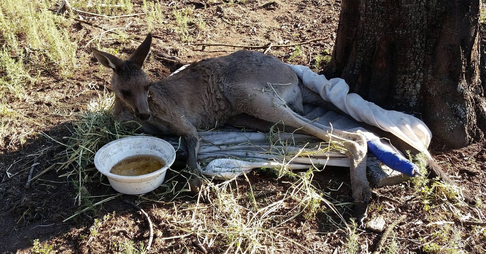 Australia Wildfires: Hundreds Of Injured Kangaroos Rescued - The Dodo