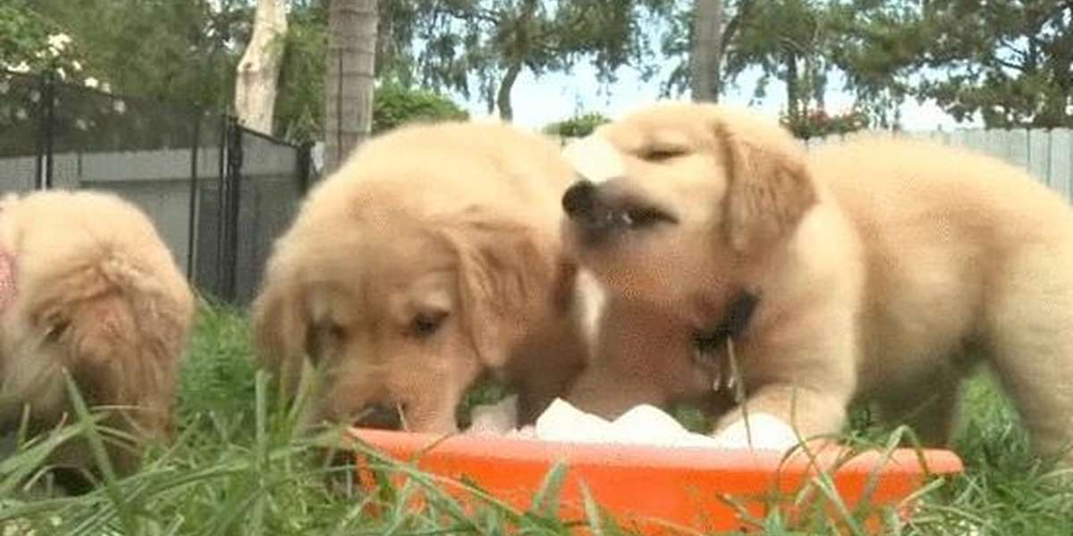 Dogs Who Have No Idea What To Do With These Ice Cubes - The Dodo