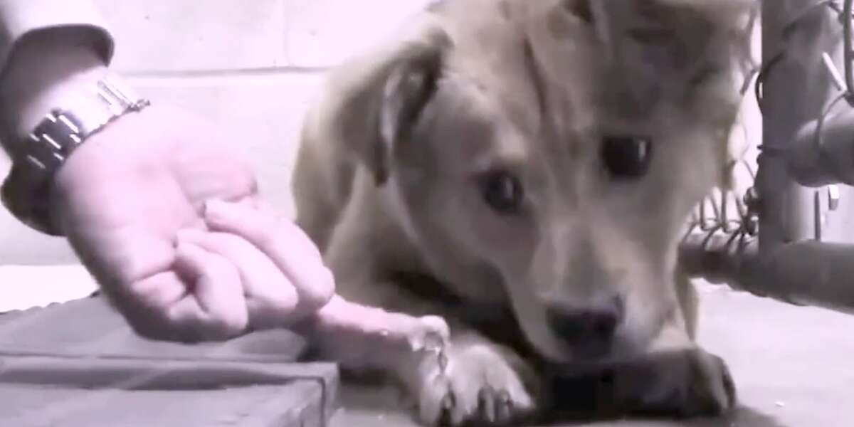 Scared Dogs Start To Trust People Again - The Dodo