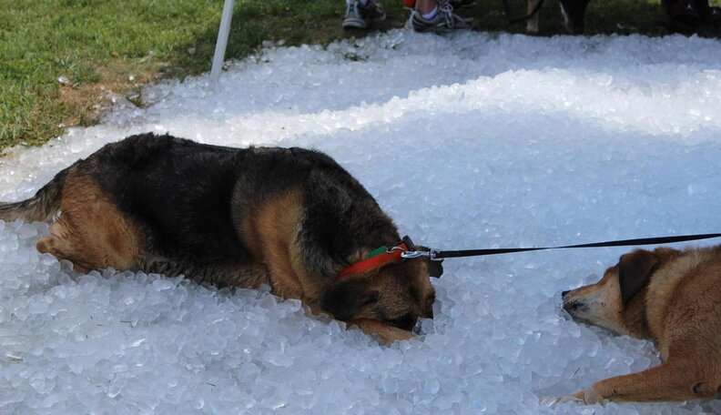 Dogs Who Have No Idea What To Do With These Ice Cubes - The Dodo