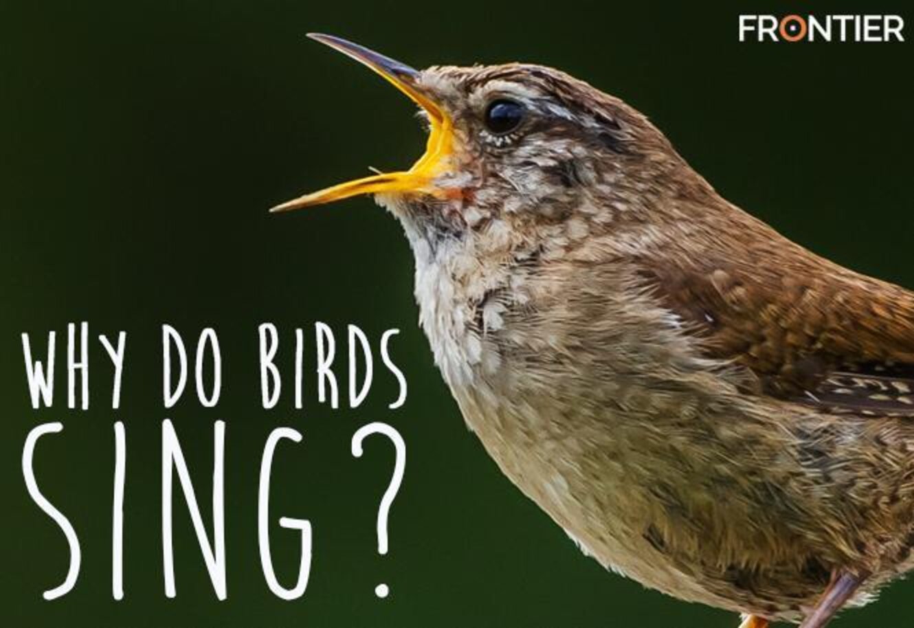 Why Do Birds Sing? - The Dodo