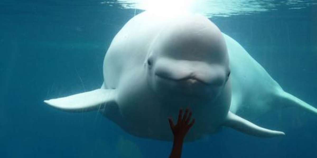 Nanuq -Beluga Shame - Time to call it a day - The Dodo