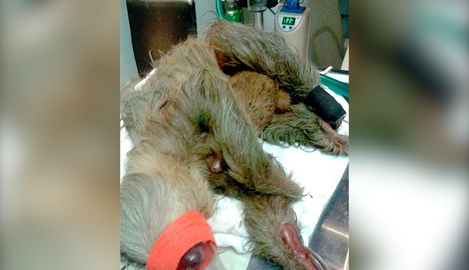 Injured Mom Sloth Won't Leave Her Baby's Side — Even During Surgery ...