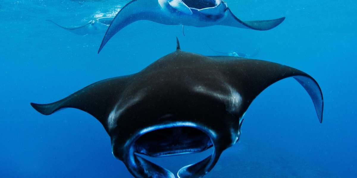 Massive Manta Ray Bust Blows Lid Off Indonesia’s Wild Trade - The Dodo