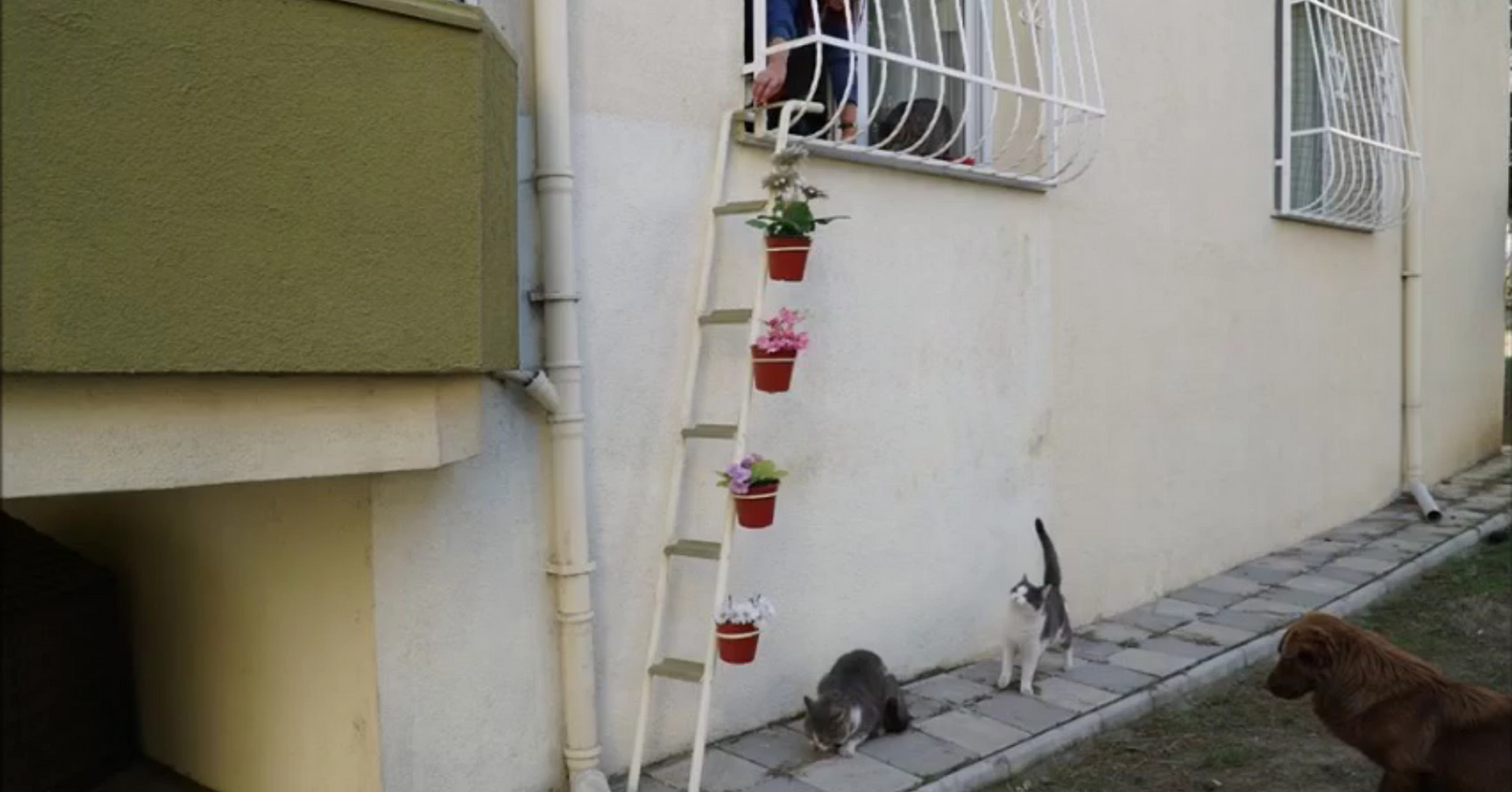 Woman Builds 'Cat Ladder' So Strays Can Come In From The Cold - The Dodo