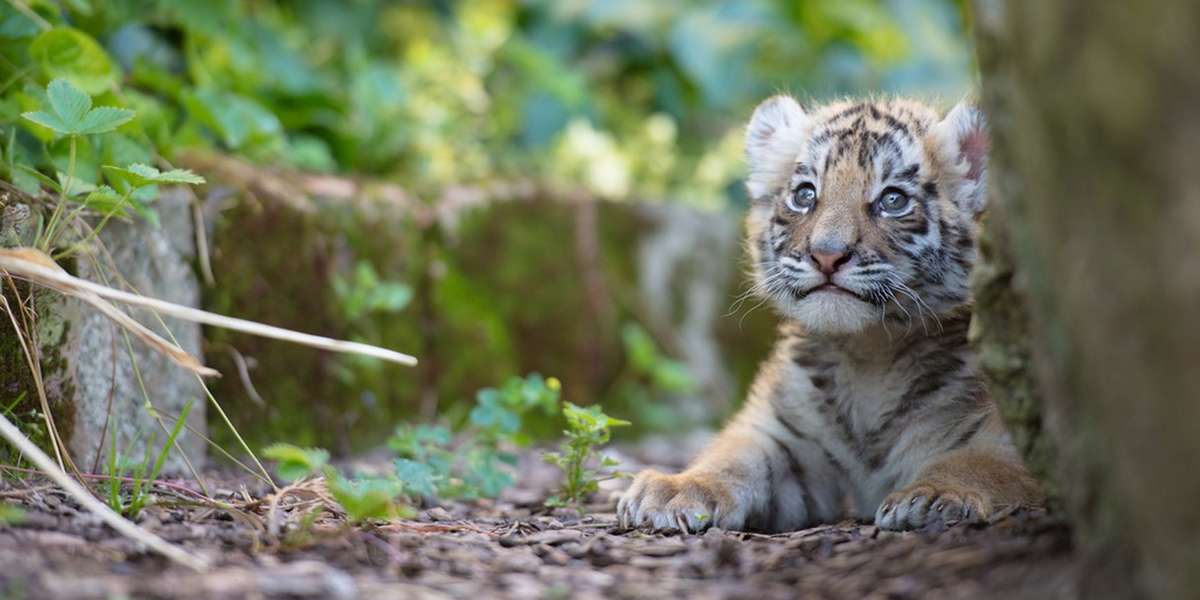 8 Easy Things You Can Do Right Now To Help Animals - The Dodo