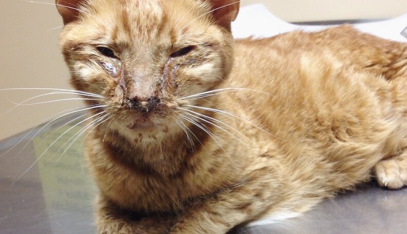 Deathly Sick Cat Completely Healed By Foster Mom's Love - The Dodo