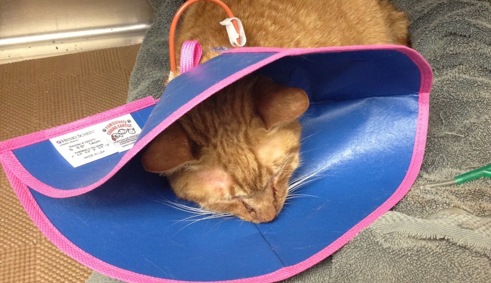 Deathly Sick Cat Completely Healed By Foster Mom's Love - The Dodo
