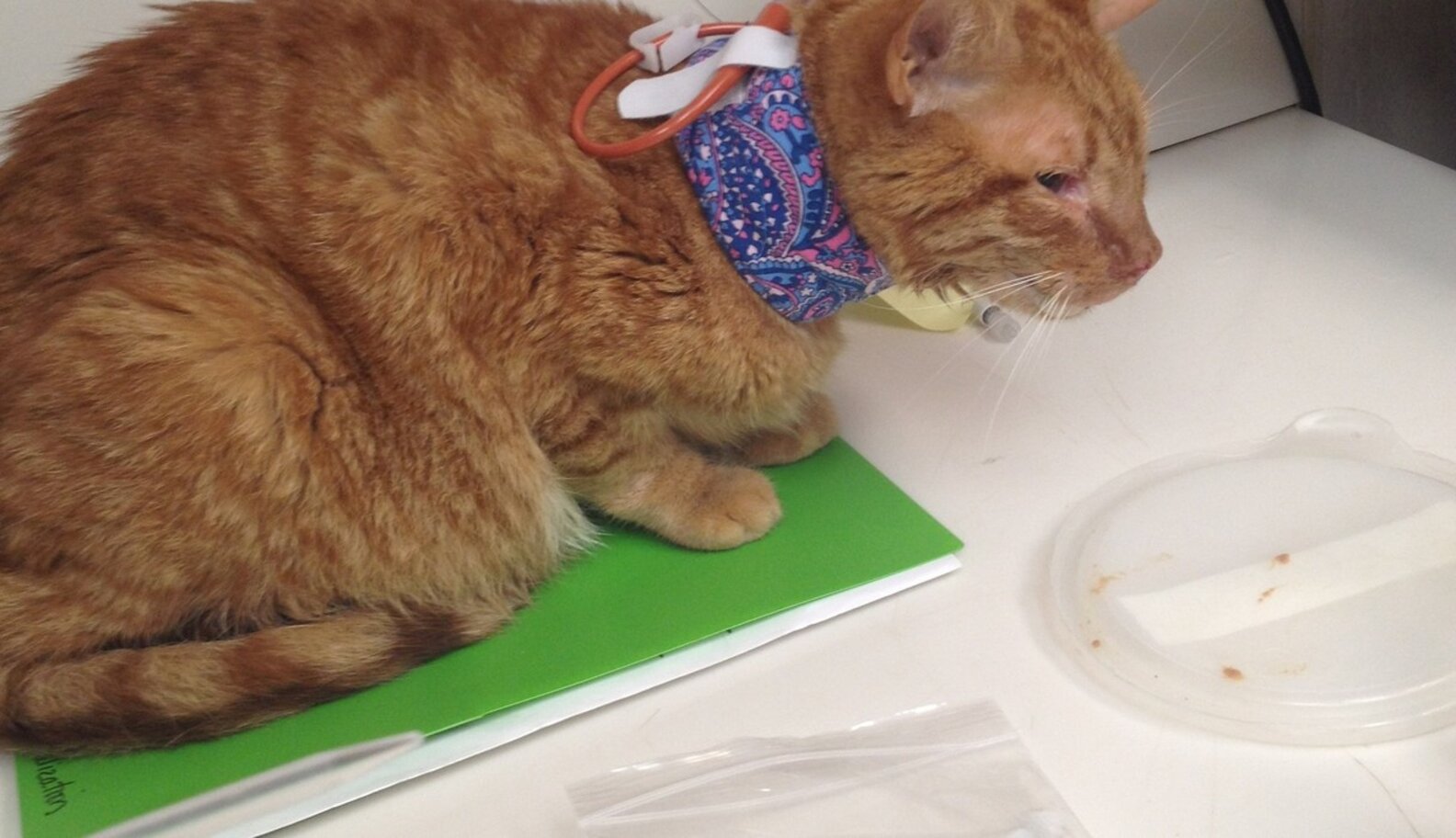 Deathly Sick Cat Completely Healed By Foster Mom's Love - The Dodo