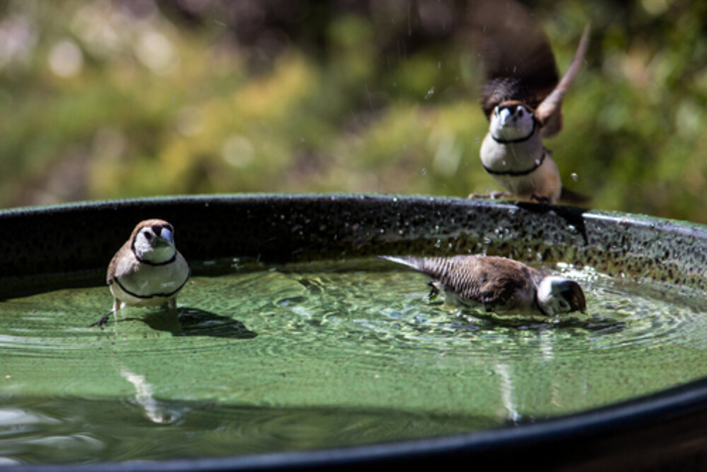 8 Easy Things You Can Do Right Now To Help Animals - The Dodo