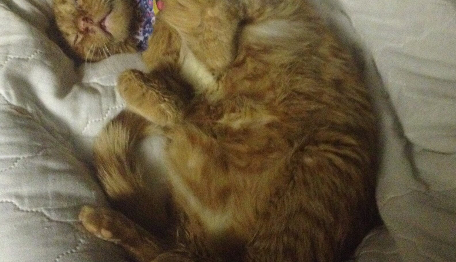 Deathly Sick Cat Completely Healed By Foster Mom's Love - The Dodo