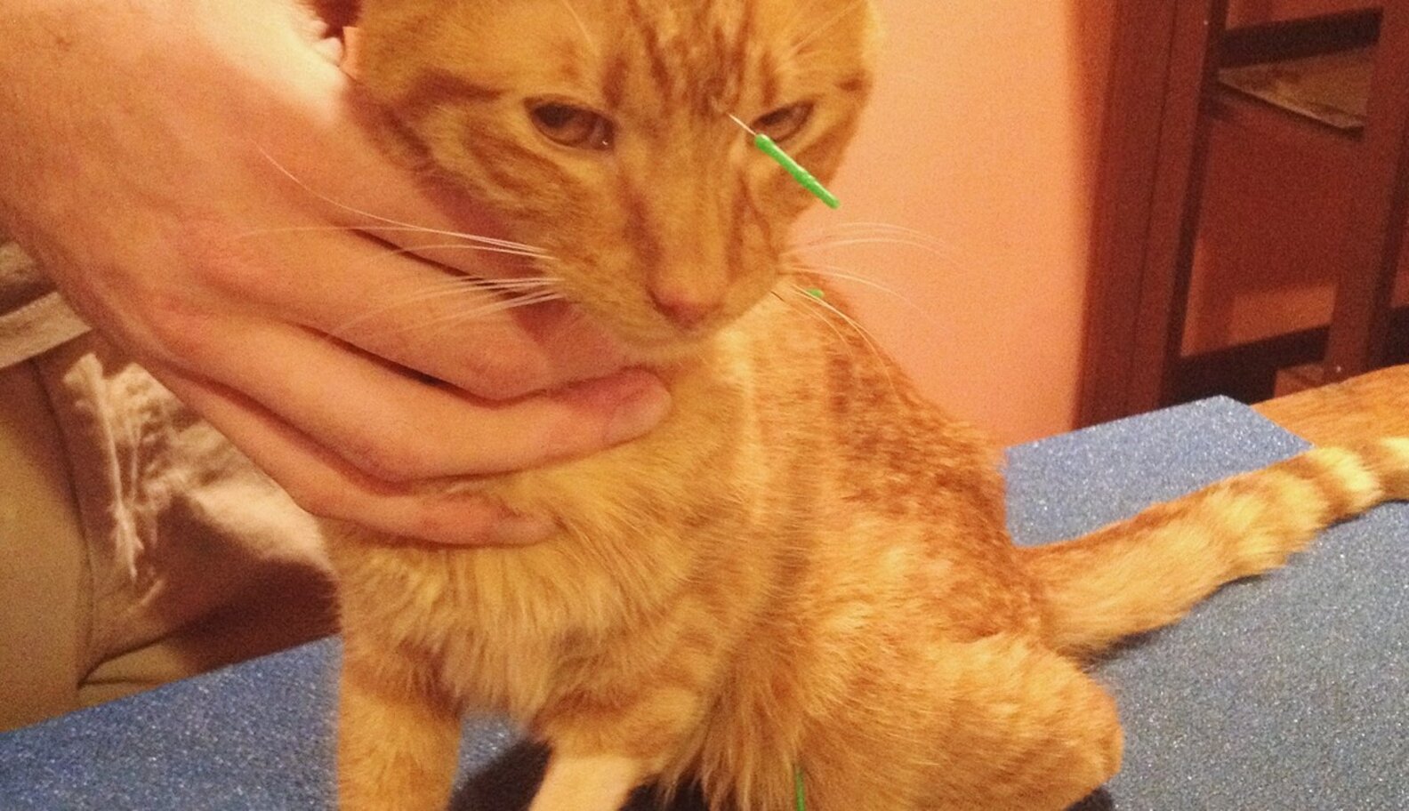 Deathly Sick Cat Completely Healed By Foster Mom's Love - The Dodo