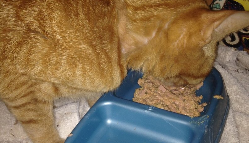 Deathly Sick Cat Completely Healed By Foster Mom's Love - The Dodo