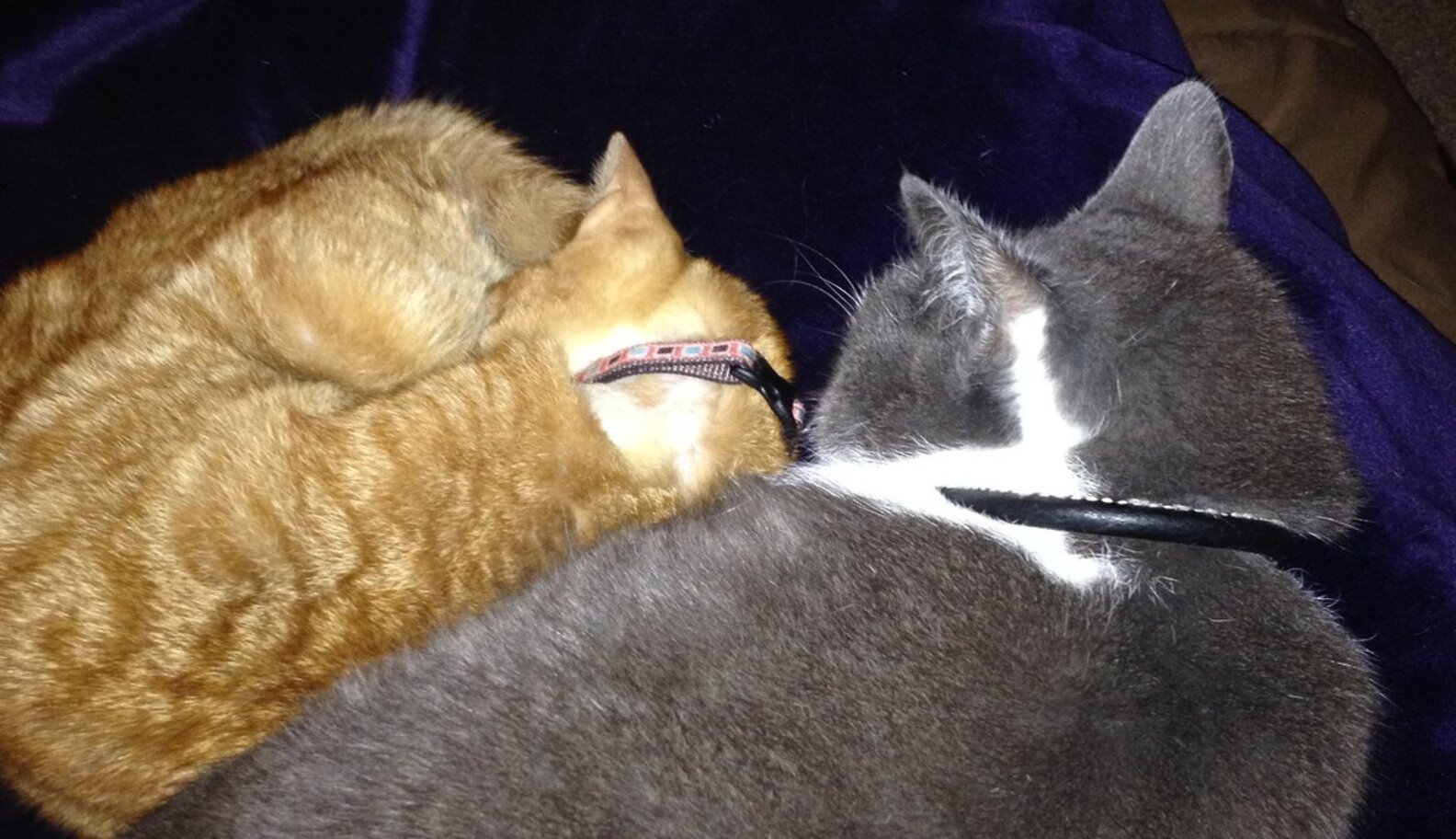 Deathly Sick Cat Completely Healed By Foster Mom's Love - The Dodo