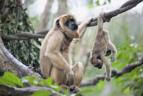 8 Easy Things You Can Do Right Now To Help Animals - The Dodo
