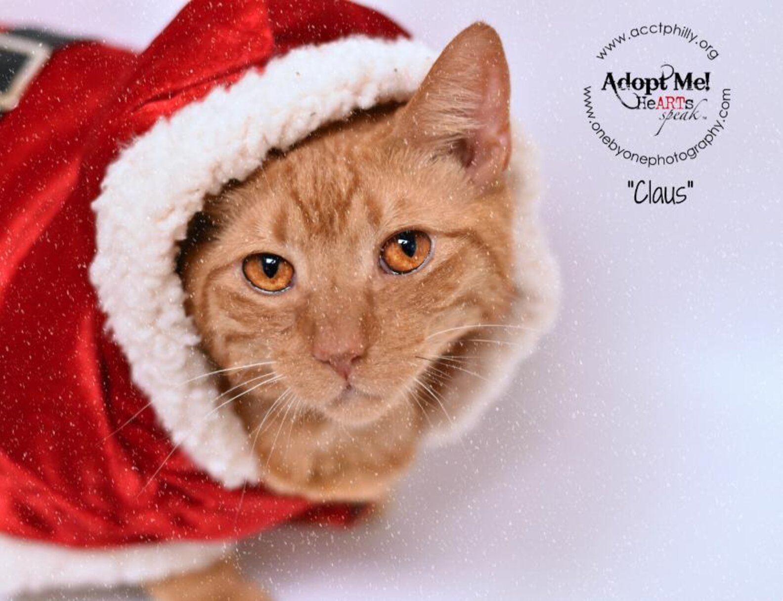 Deathly Sick Cat Completely Healed By Foster Mom's Love - The Dodo