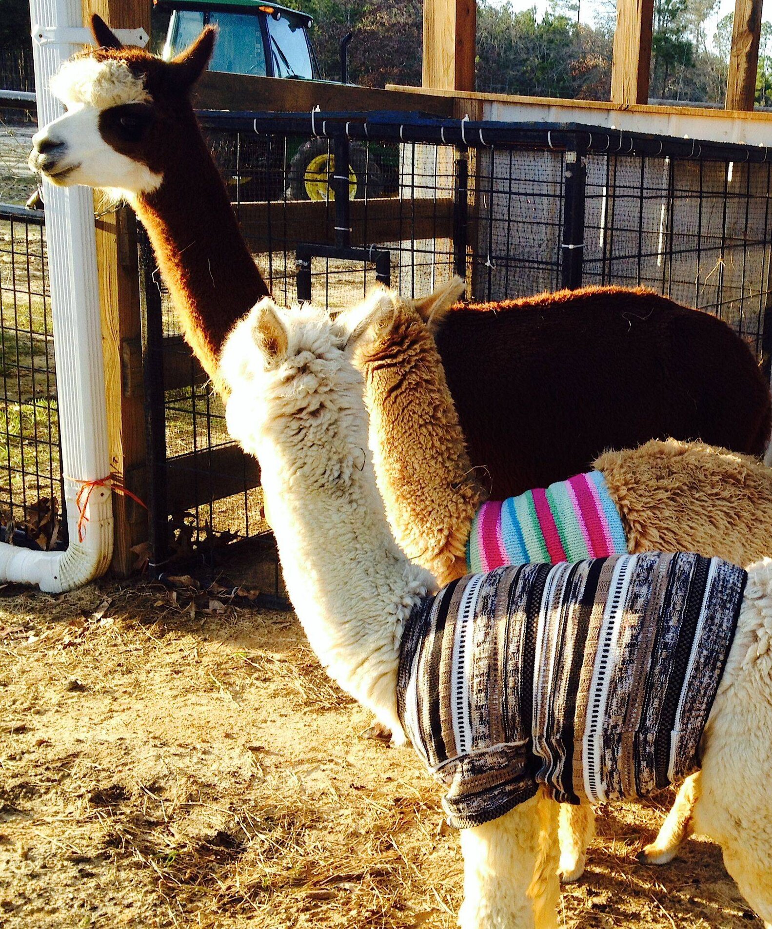 Thrift Store Sweaters Keep Baby Alpacas Warm In Winter - The Dodo