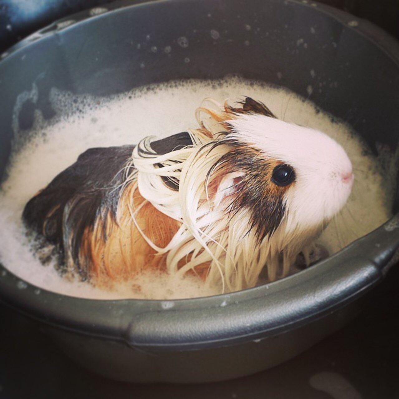 14 Squeaky Clean Guinea Pigs Soaking Up A Good Bath - The Dodo