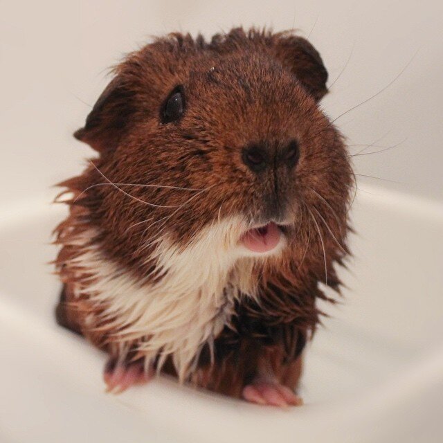 14 Squeaky Clean Guinea Pigs Soaking Up A Good Bath - The Dodo