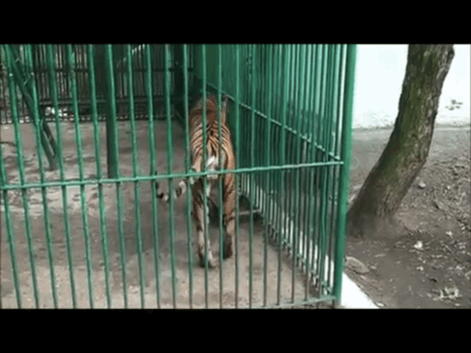 The "Cute" Zoo Animal Behaviors That Are Actually Signs Of Zoochosis ...