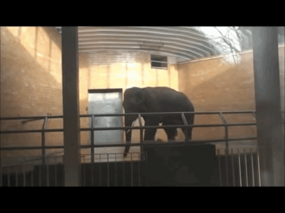 The "Cute" Zoo Animal Behaviors That Are Actually Signs Of Zoochosis ...