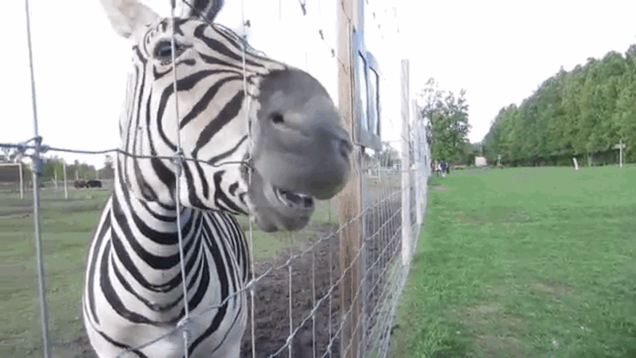 The "Cute" Zoo Animal Behaviors That Are Actually Signs Of Zoochosis ...