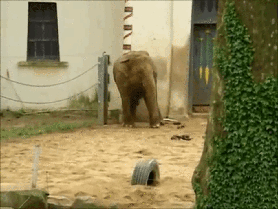 The "Cute" Zoo Animal Behaviors That Are Actually Signs Of Zoochosis ...