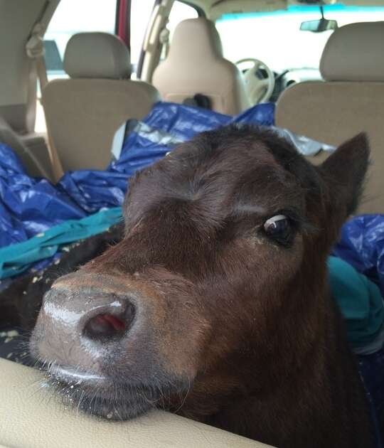 Brave Baby Cow Fights For Her Life On 3 Legs - The Dodo