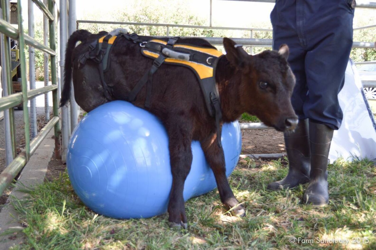 Brave Baby Cow Fights For Her Life On 3 Legs - The Dodo