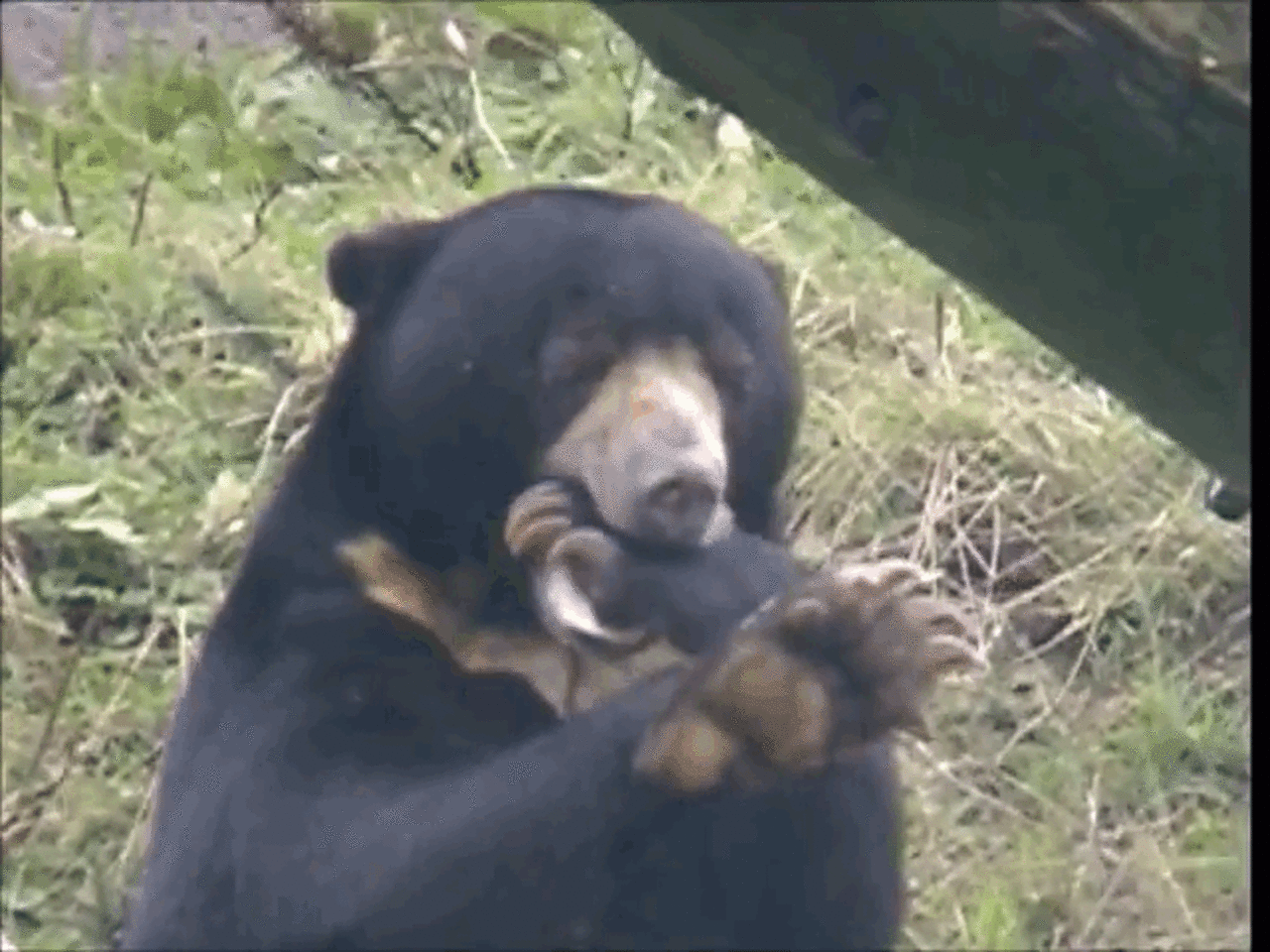 The "Cute" Zoo Animal Behaviors That Are Actually Signs Of Zoochosis ...