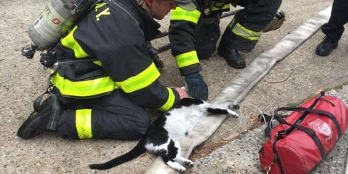 Firefighters Use CPR On Tiniest Victim Of House Fire - The Dodo