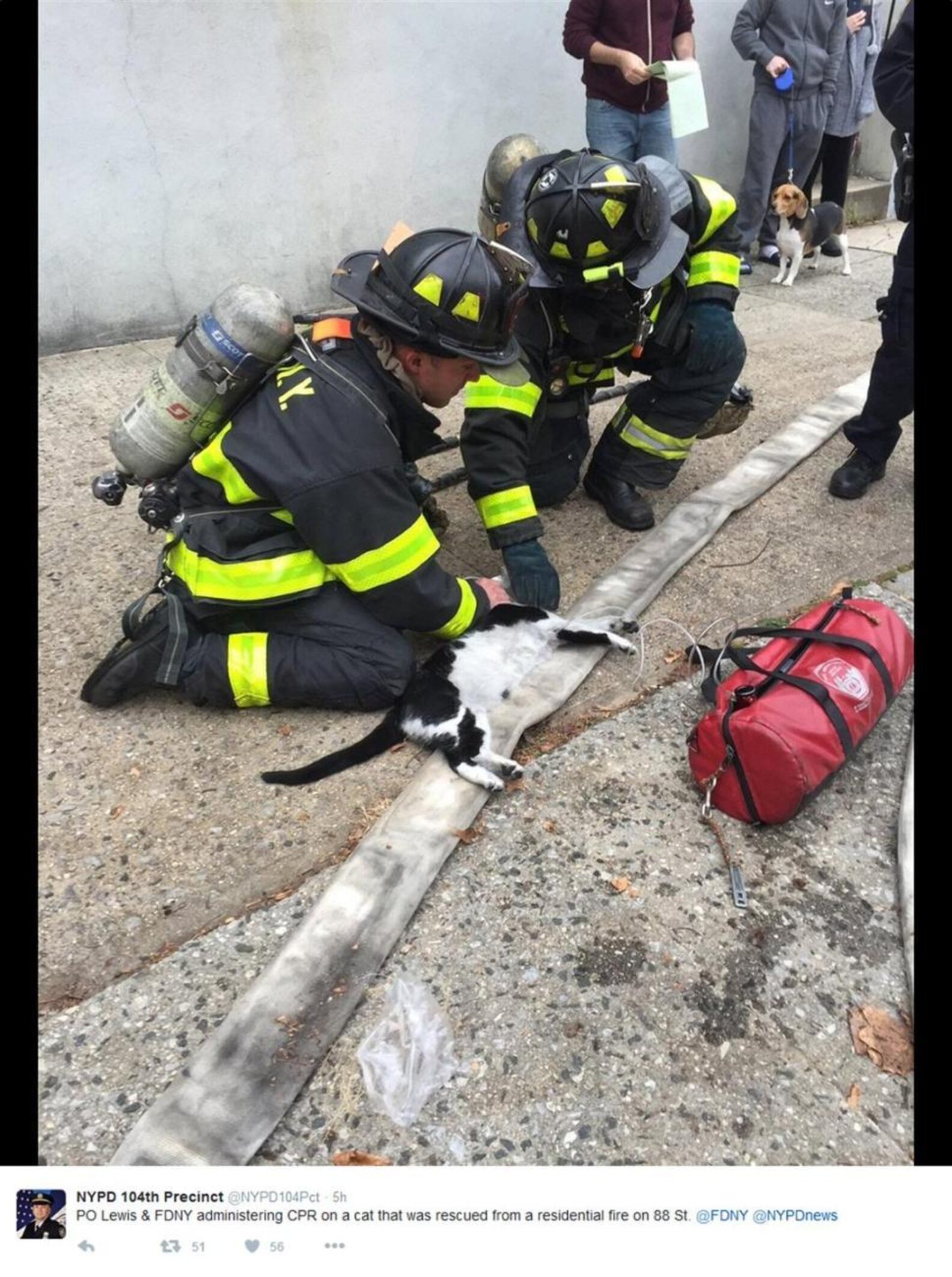 Firefighters Use CPR On Tiniest Victim Of House Fire - The Dodo