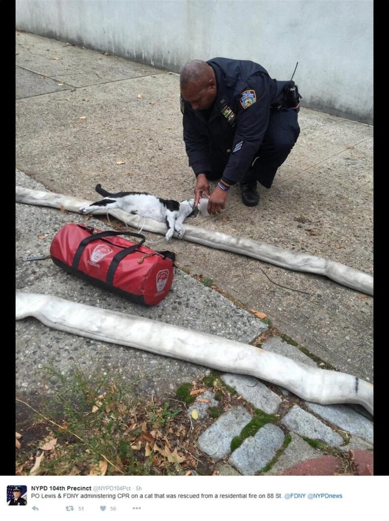 Firefighters Use CPR On Tiniest Victim Of House Fire - The Dodo