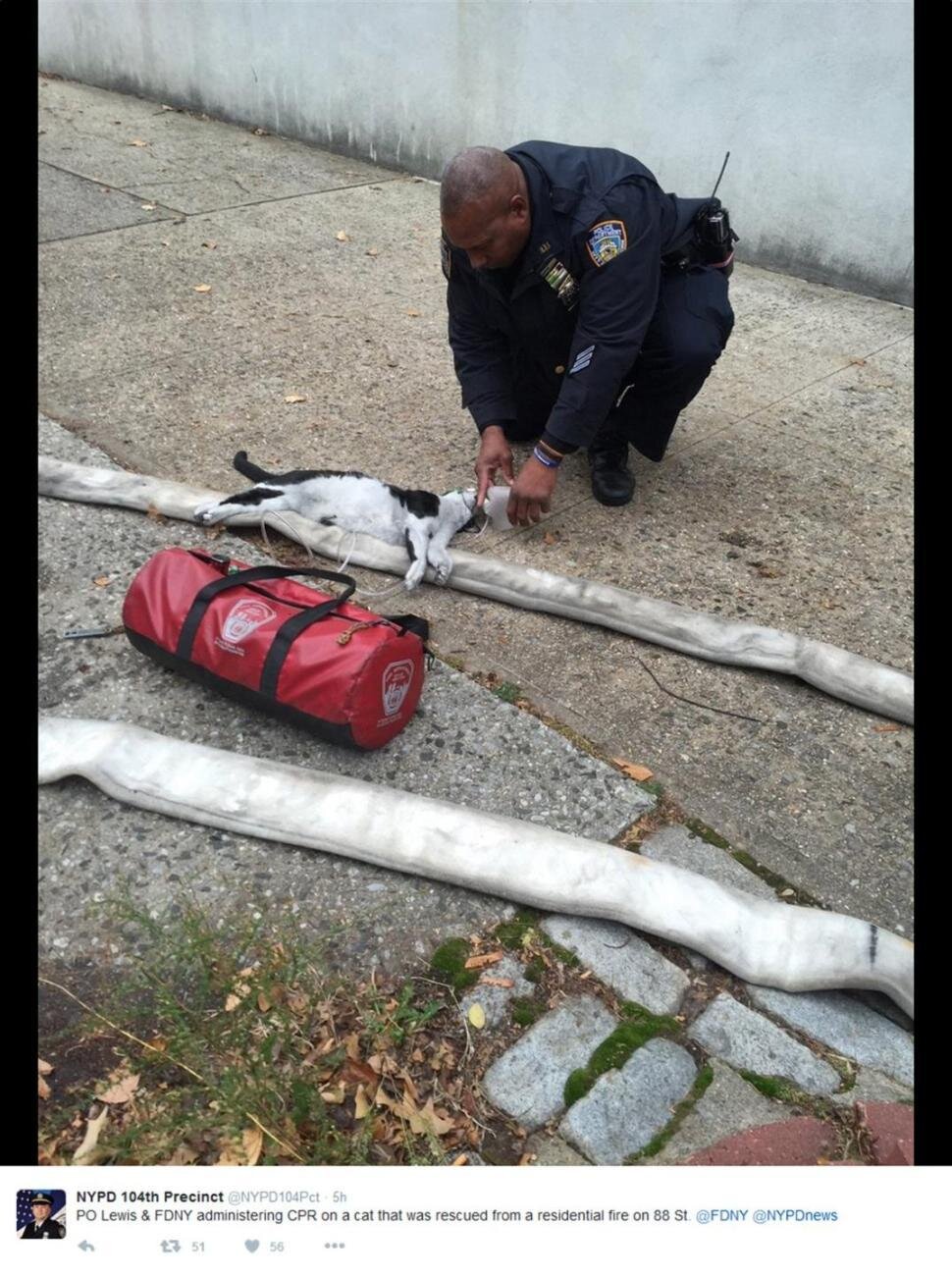 Firefighters Use CPR On Tiniest Victim Of House Fire - The Dodo