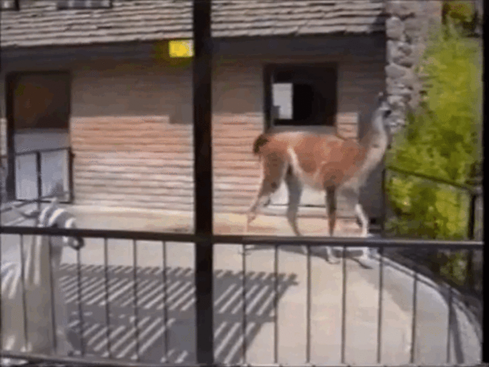 The "Cute" Zoo Animal Behaviors That Are Actually Signs Of Zoochosis ...