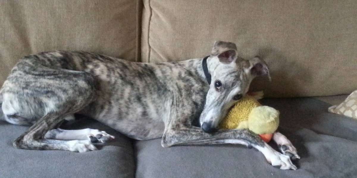 5 Months After Going Missing, Lost Whippet Returns In Snowstorm - The Dodo