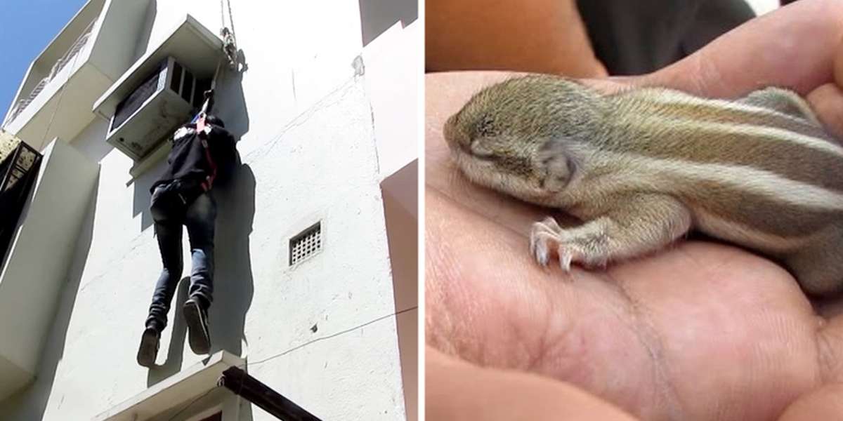 Man Scales Building To Reunite Baby Chipmunk With Mom - The Dodo