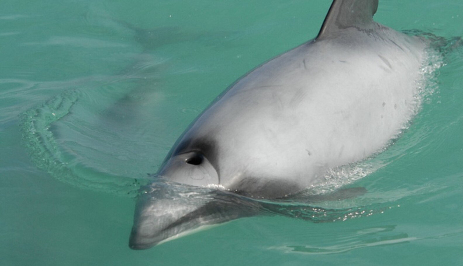 Oil Company's 'Exploration' Means Death Sentence For World's Rarest ...