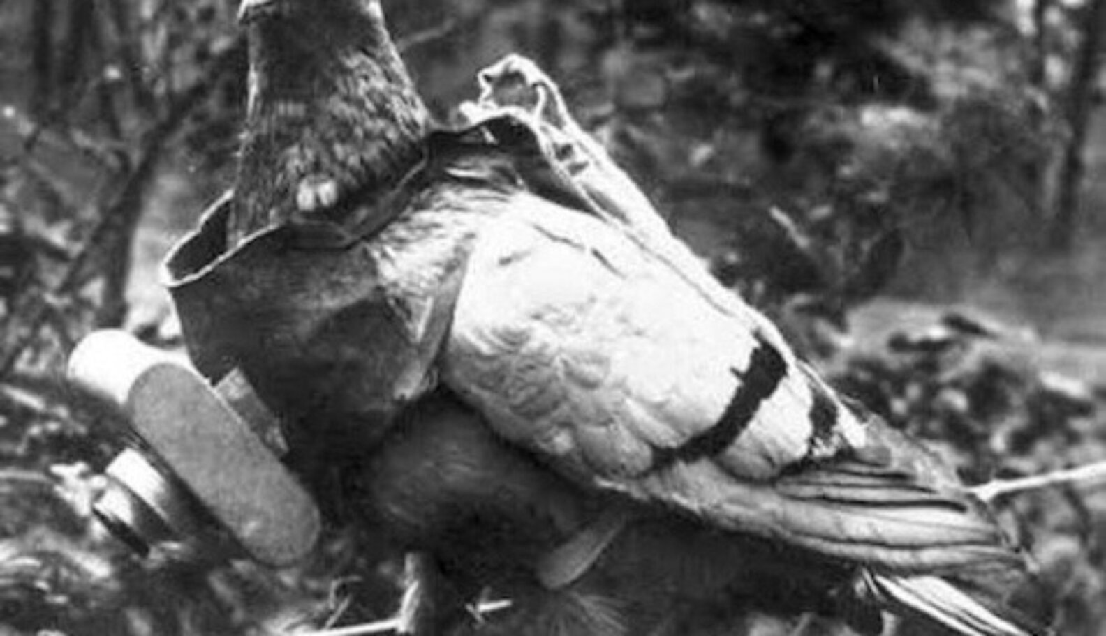 21 Incredible Things You Never Knew About Pigeons - The Dodo