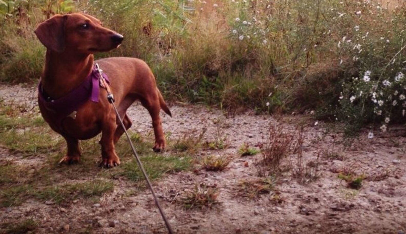 Watch This Rescue Dog’s Remarkable Rehabilitation - The Dodo