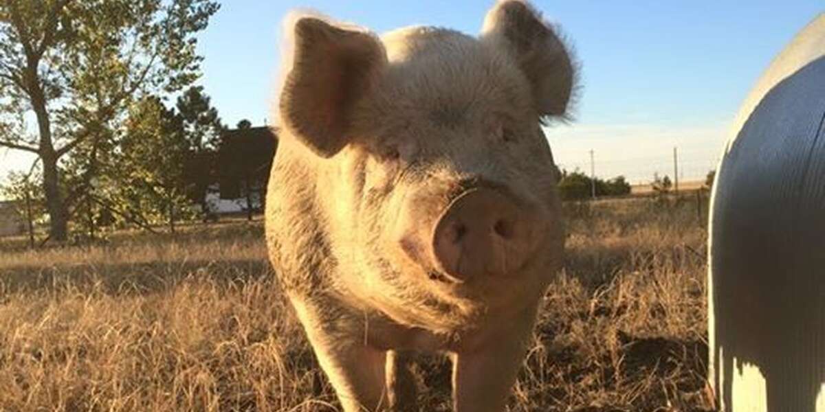 Pig Survives Dangerous Tumble From Truck — And Gets Best Reward - The Dodo