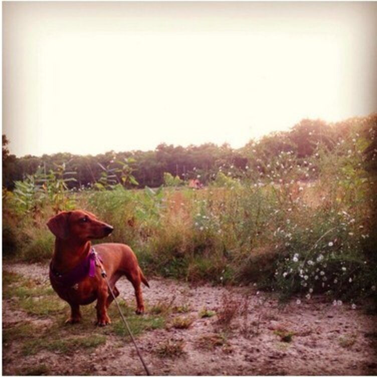Watch This Rescue Dog’s Remarkable Rehabilitation - The Dodo