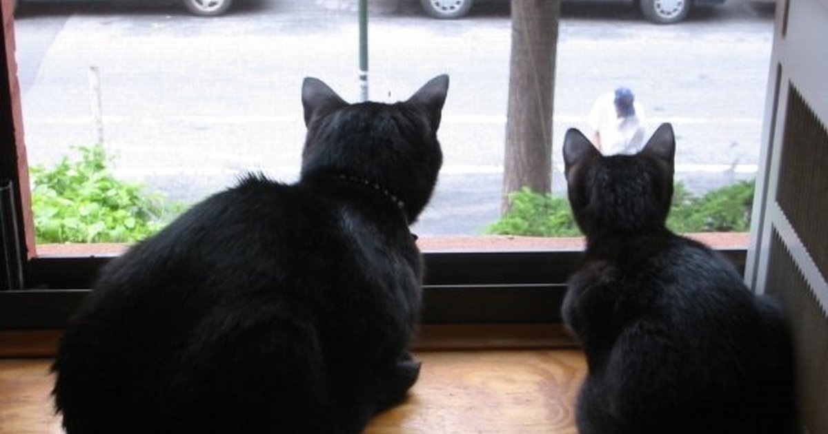 Why I Separated My Cats After Six Years - The Dodo