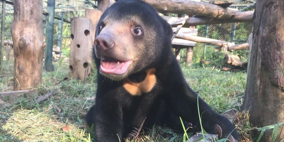 Video Captures Orphaned Bear Cub Feeling Happy For The First Time - The ...